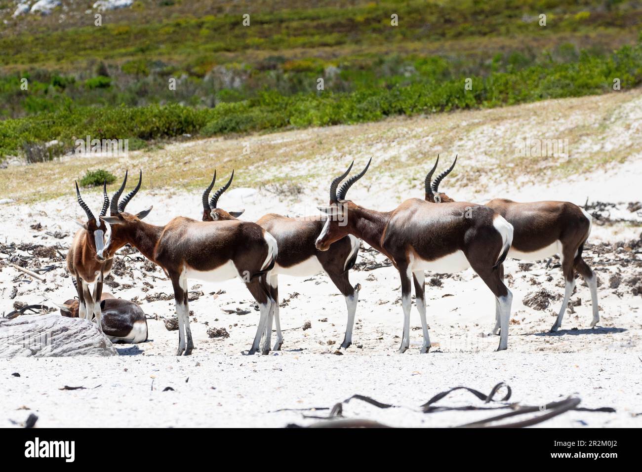 Herd of Bontebok (Damaliscus pygargus) on Olifantsbos Beach, Cape Point ...