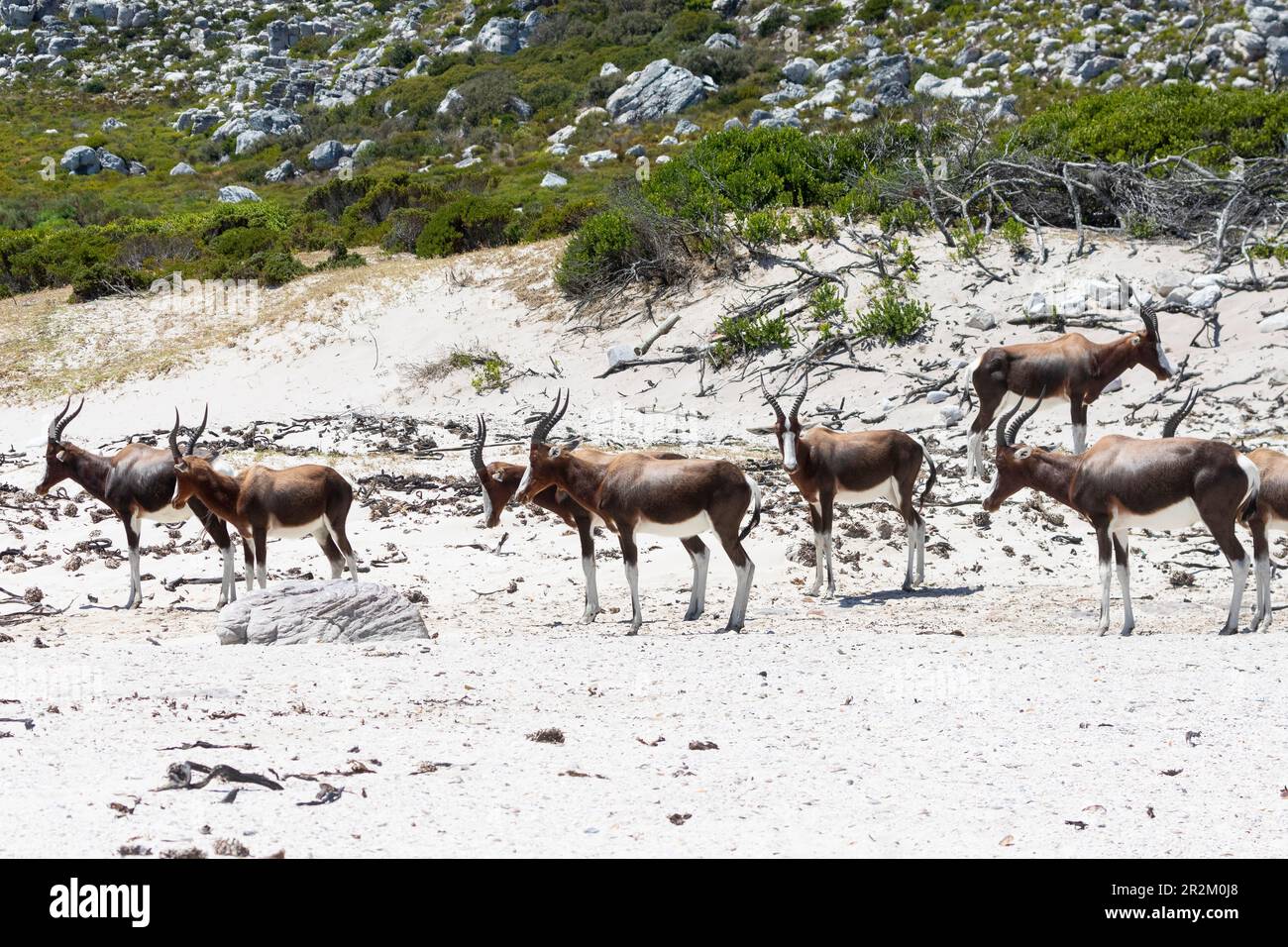 Herd of Bontebok (Damaliscus pygargus) on Olifantsbos Beach, Cape Point ...