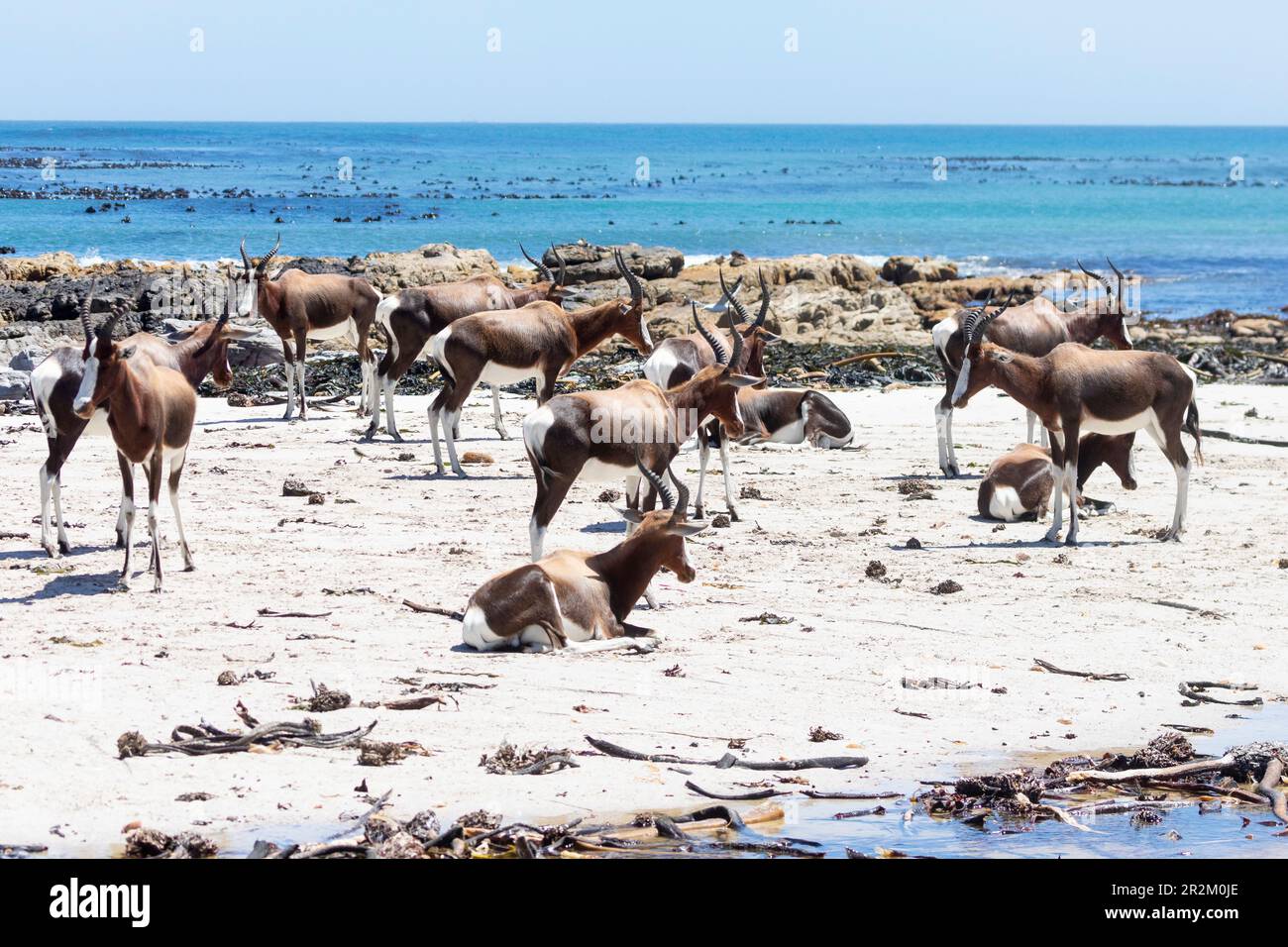 Herd of Bontebok (Damaliscus pygargus) on Olifantsbos Beach, Cape Point ...