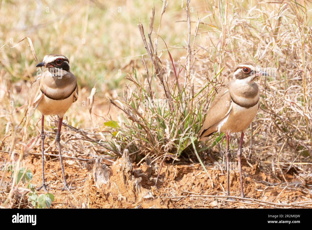Bronze winged coursers hi-res stock photography and images - Alamy