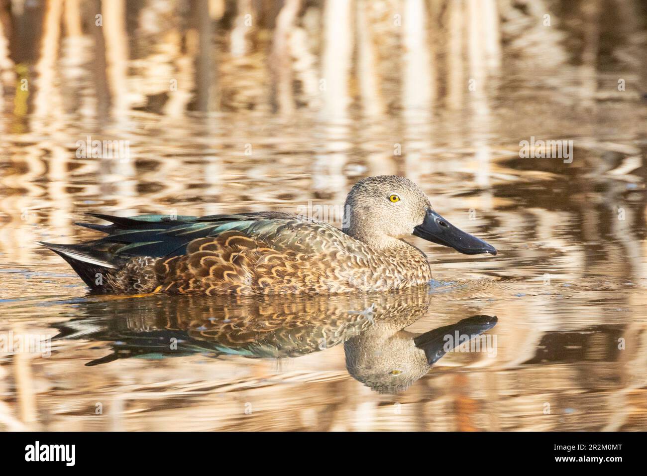 Male Cape Shoveler (Anas smithii / Spatula smithii), Vermont Salt Pan ...