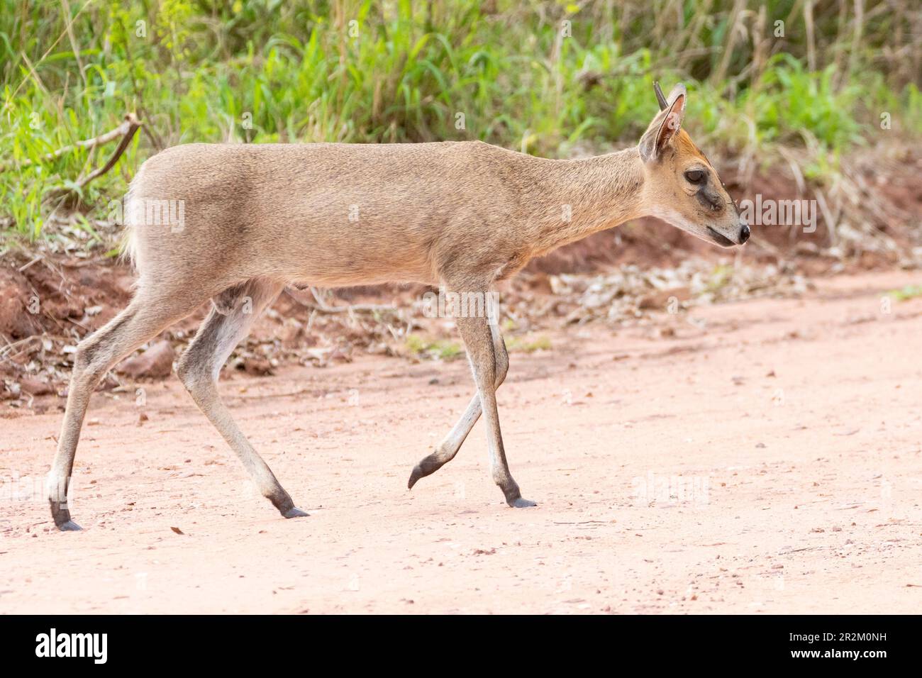 Common Duiker (Sylvicapra grimmia) male, Limpopo, South Africa Stock ...