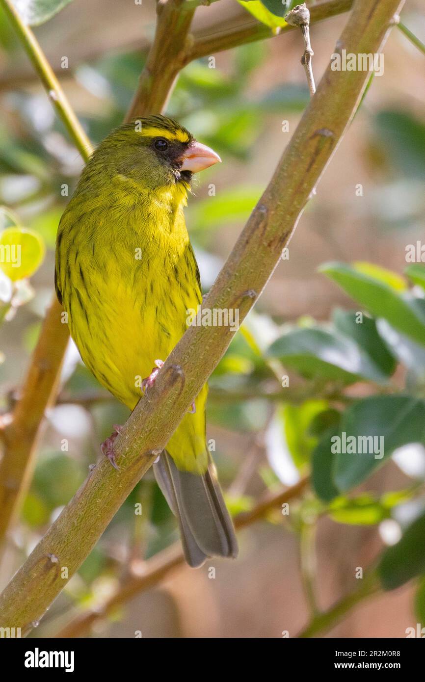 Forest Canary (Crithagra scotops umbrosus), Kirstenbosch Botanical ...