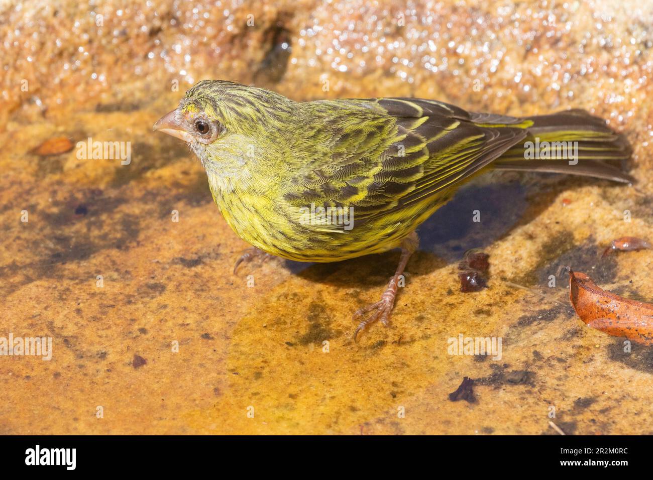 Forest Canary (Crithagra scotops umbrosus), Kirstenbosch Botanical ...