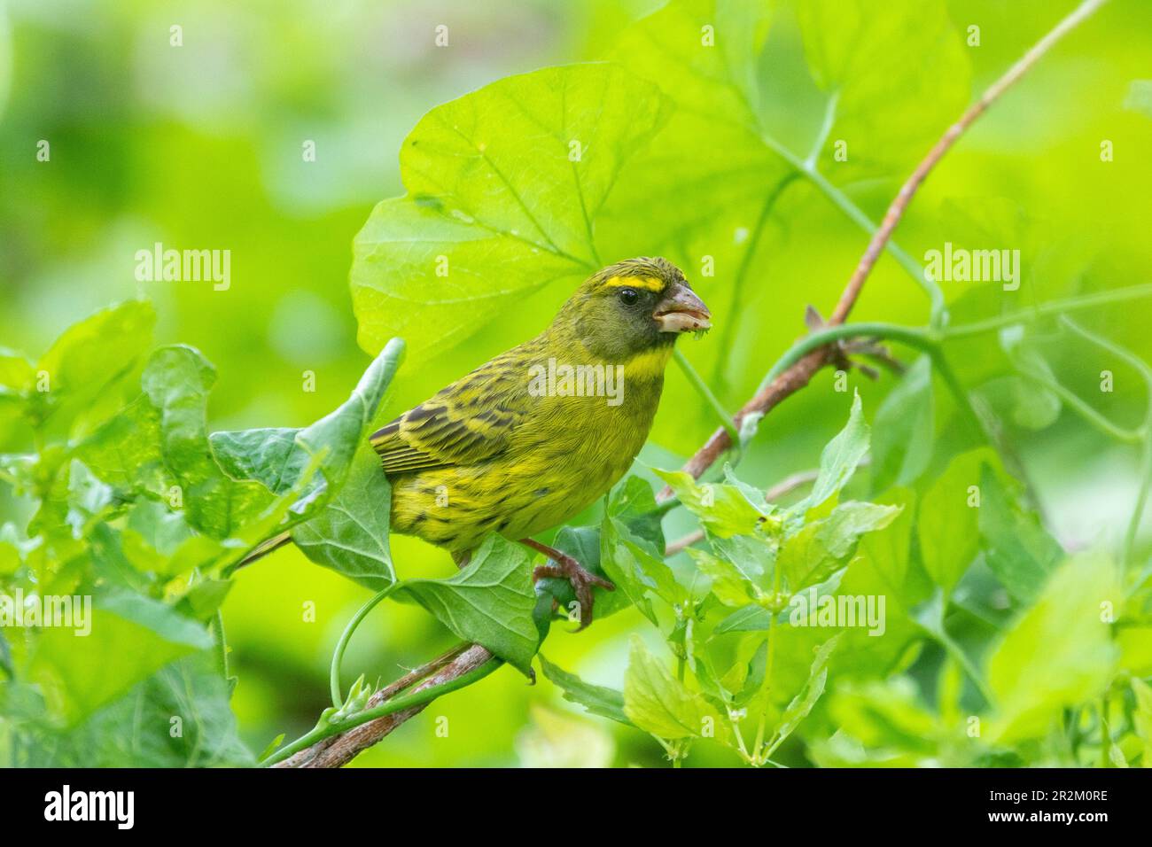 Male Forest Canary (Crithagra scotops umbrosus) feeding on the forest ...