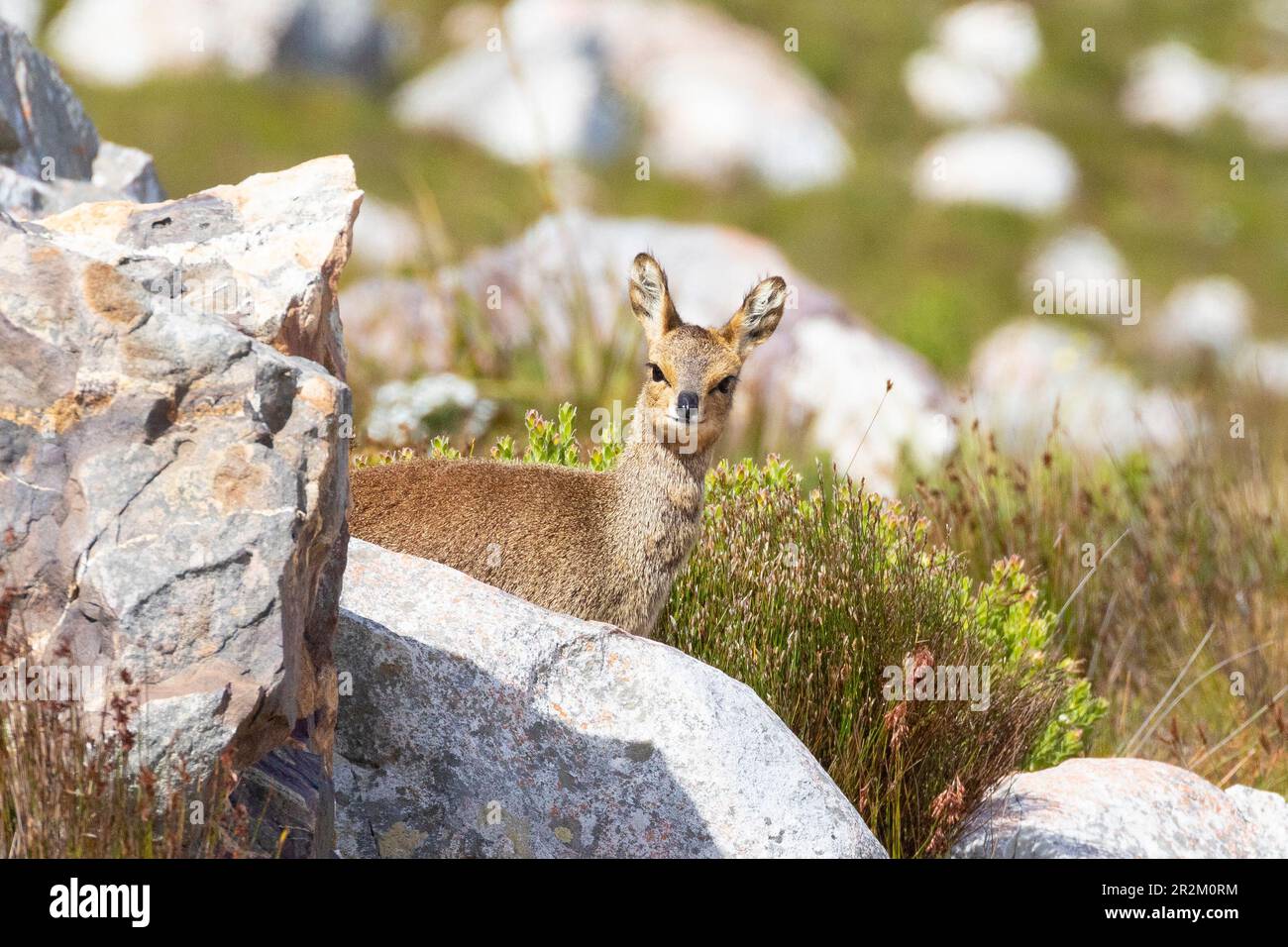 Curious female Klipspringer (Oreotragus oreotragus) Rooi Els, Western ...