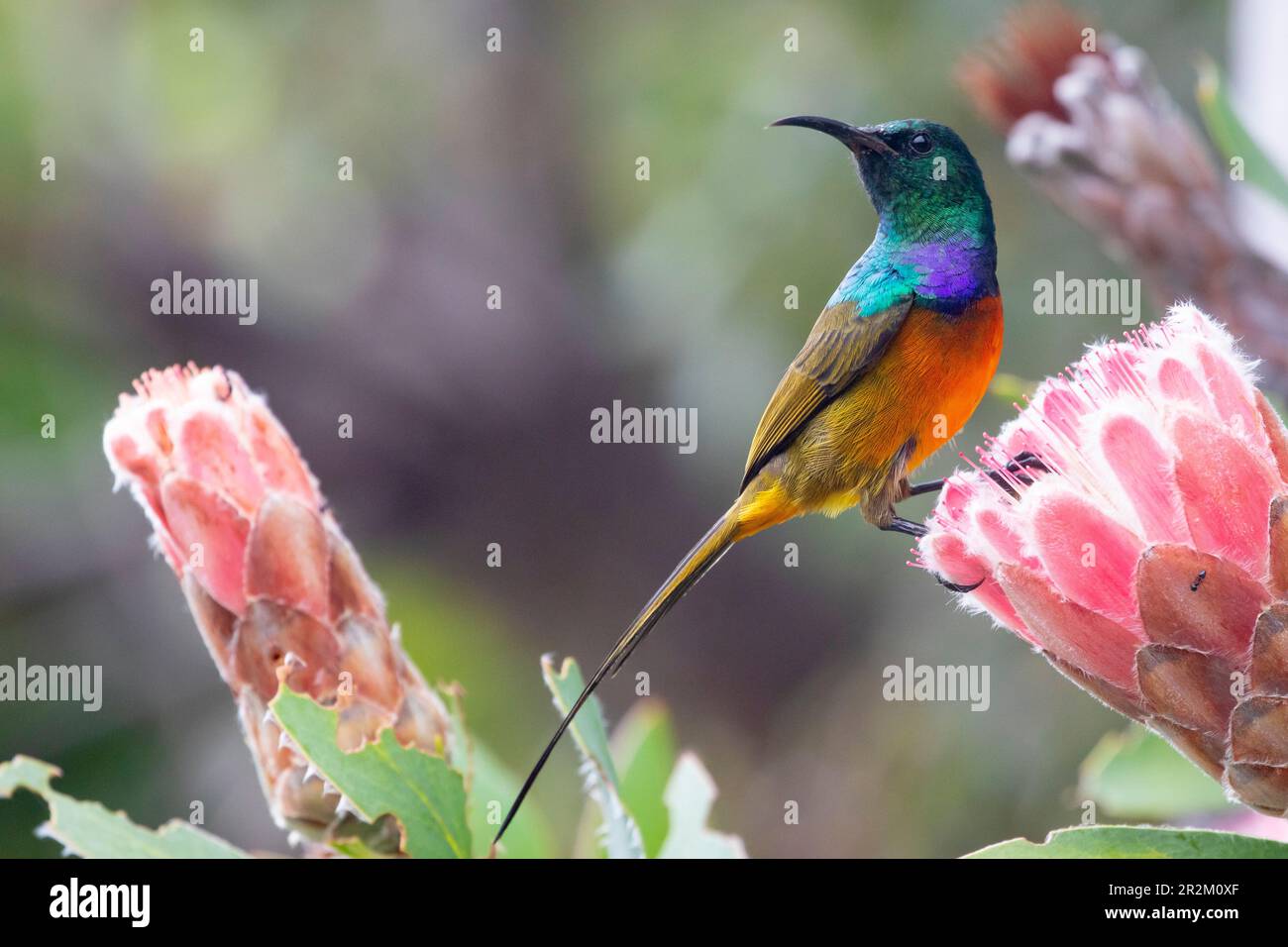 Orange-breasted Sunbird (Anthobaphes violacea), a South African endemic ...