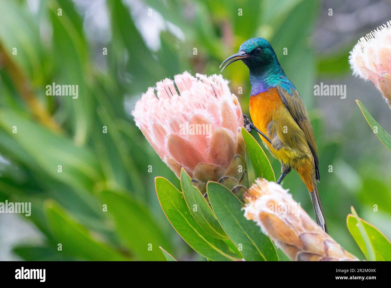 Orange-breasted Sunbird (Anthobaphes violacea), a South African endemic ...