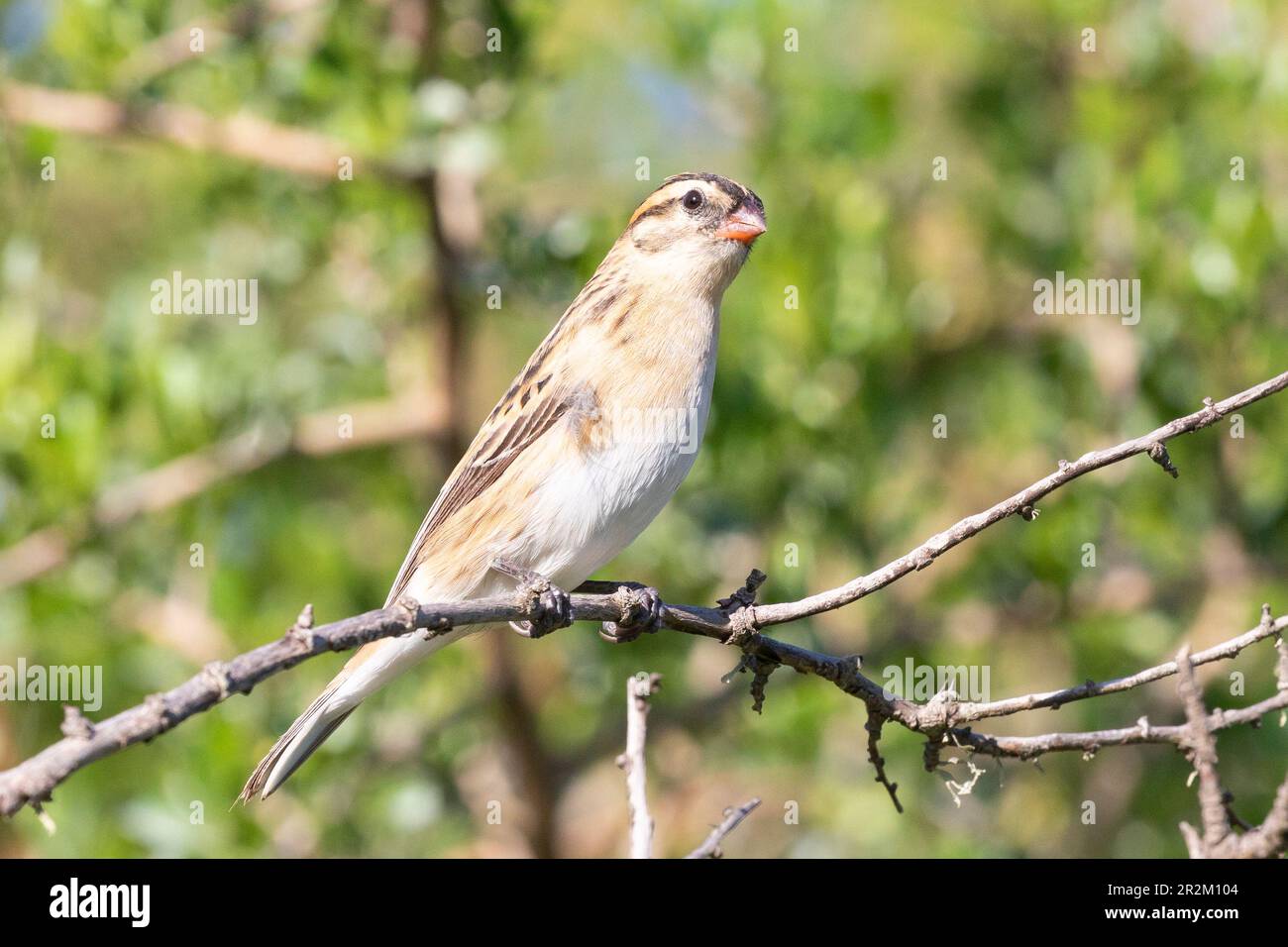 Breeding female Pin-tailed Whydah (Vidua macroura), Western Cape, South ...