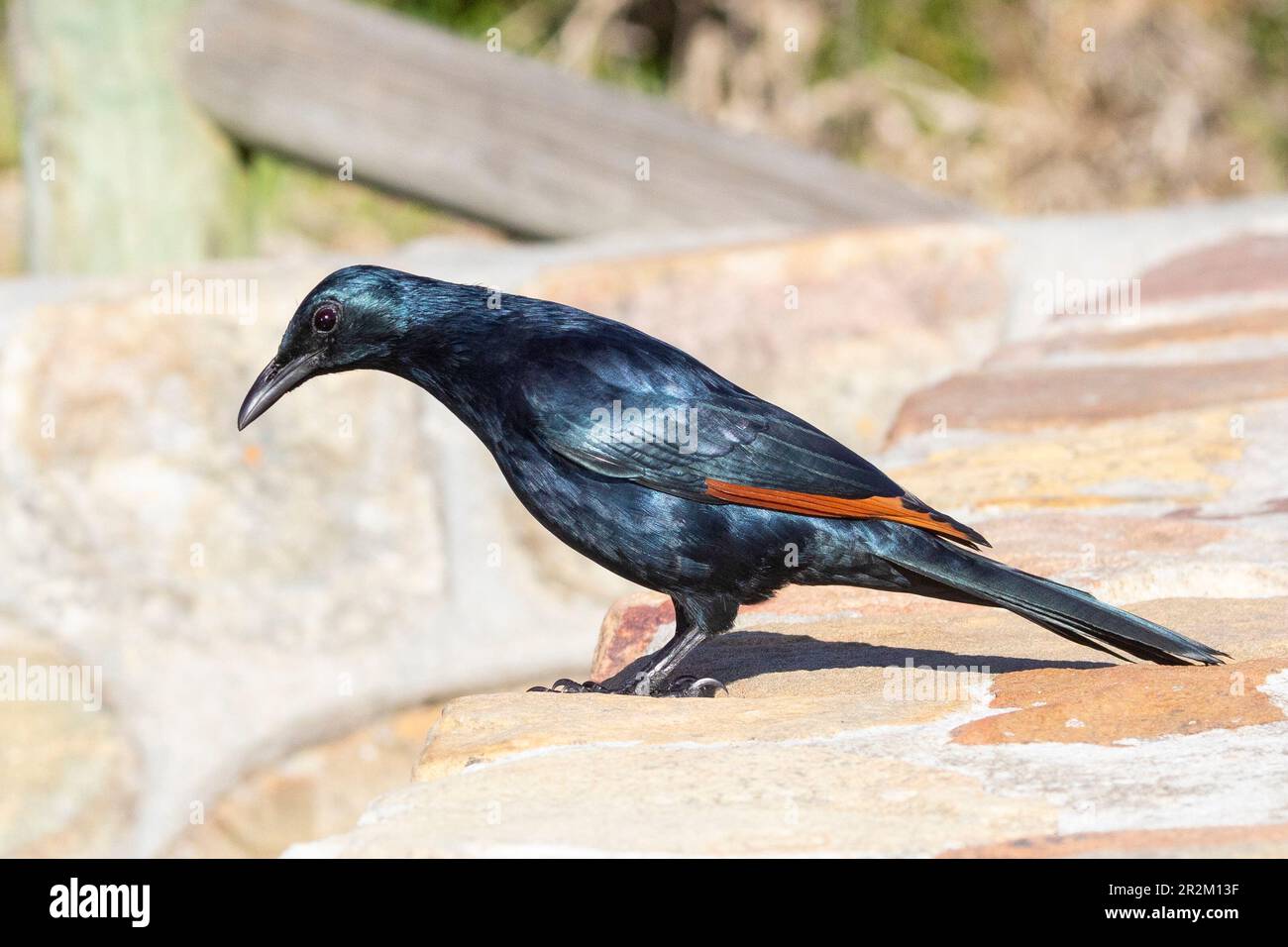 Red-winged Starling (Onychognathus morio) male, Western Cape, South ...