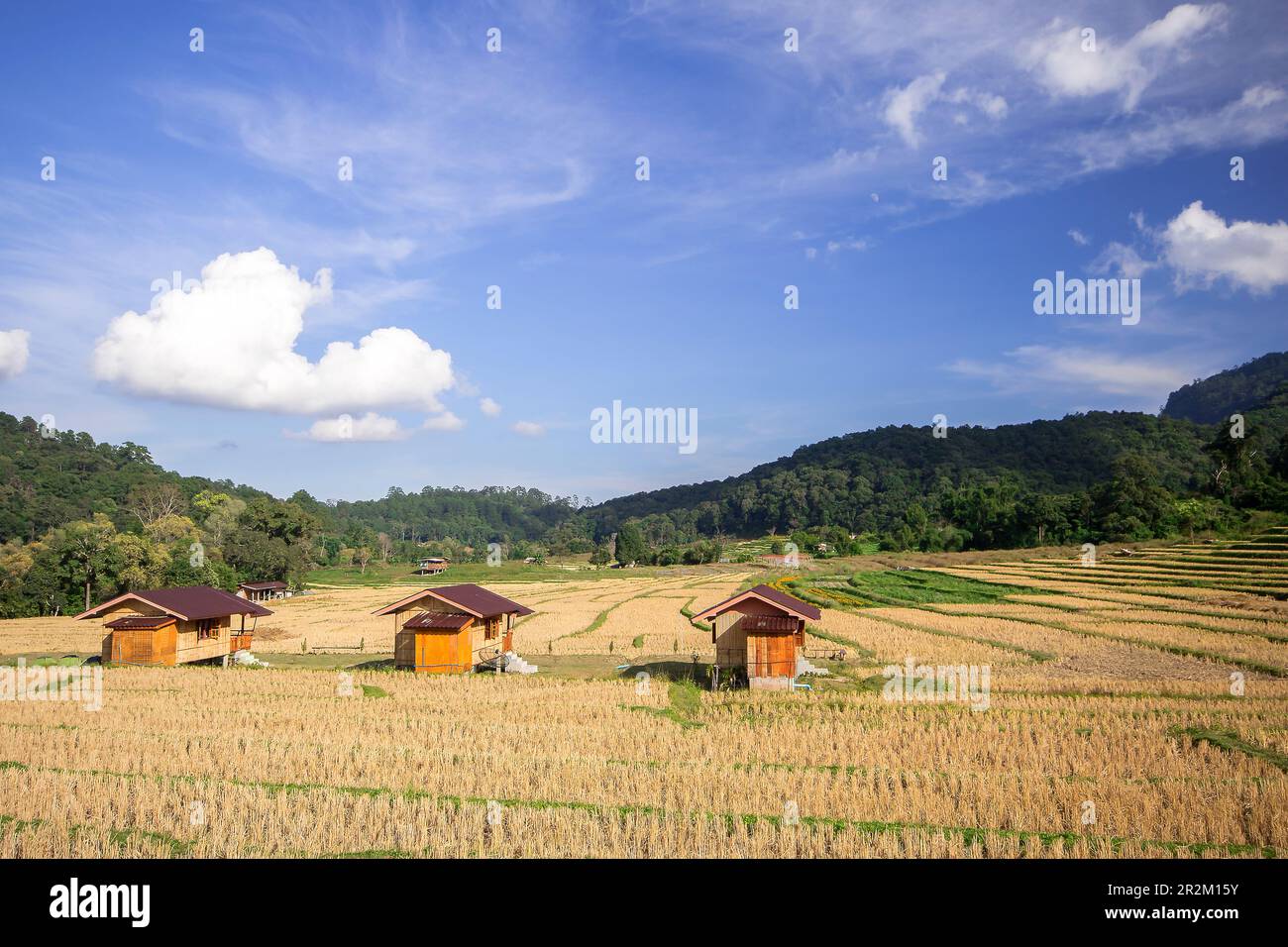 Three cottages in the middle of rice fields That has already harvested ...