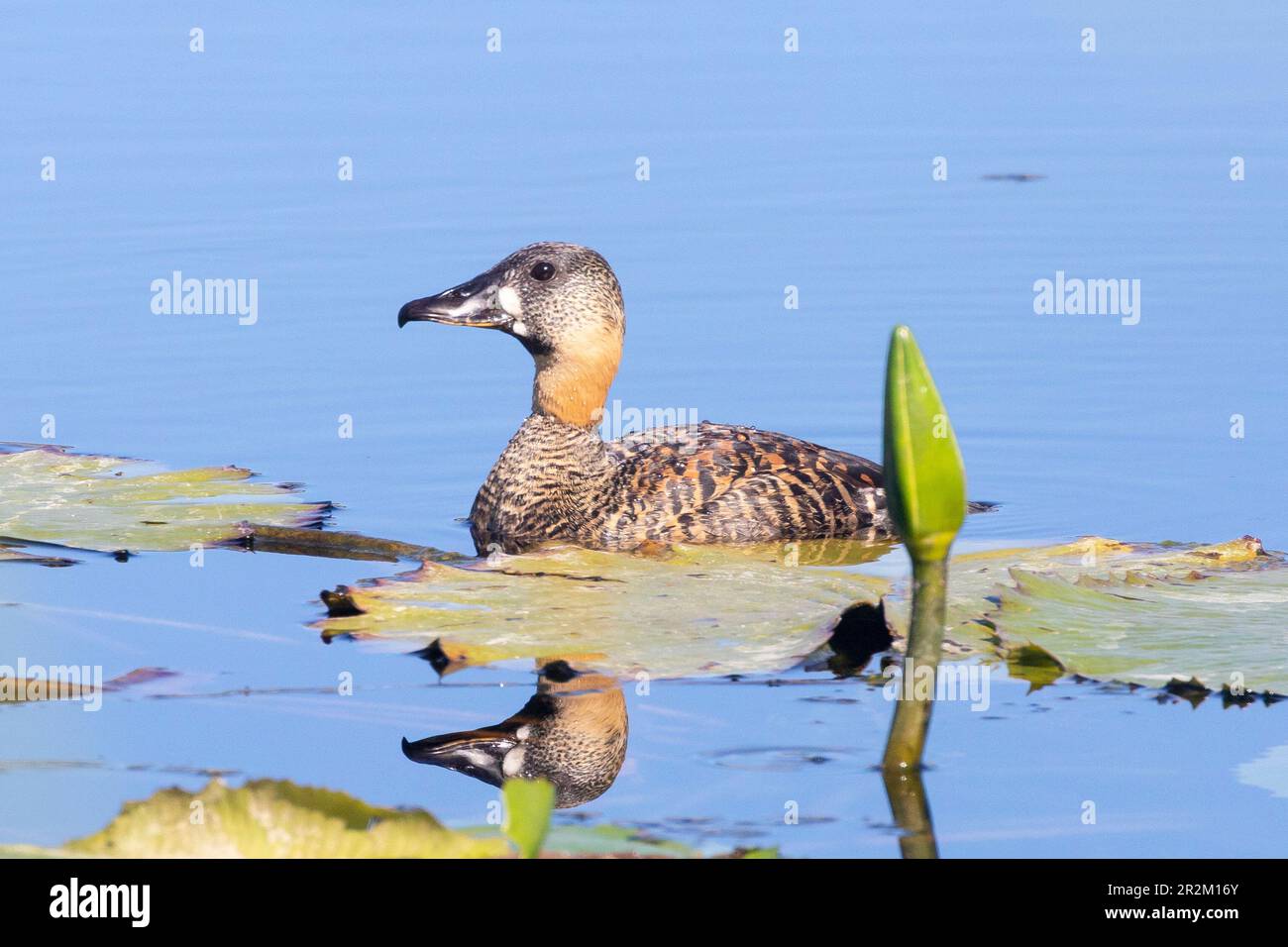 African White-backed Duck (Thalassornis leuconotus), Willem Appel Dam ...