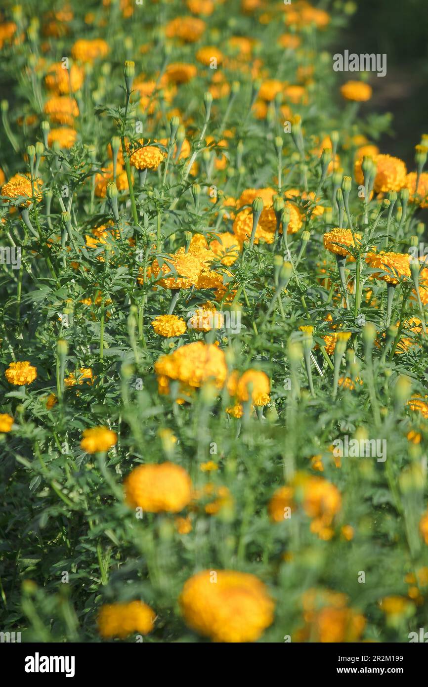 Marigold, bright colors, popular with cut flowers And used in Buddhist ...