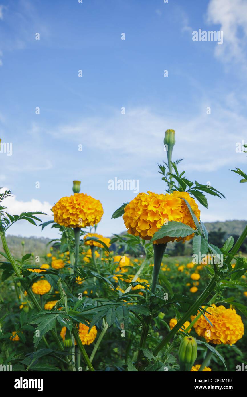 Marigold, bright colors, popular with cut flowers And used in Buddhist ...