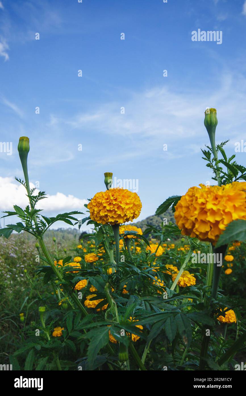 Marigold, bright colors, popular with cut flowers And used in Buddhist ...