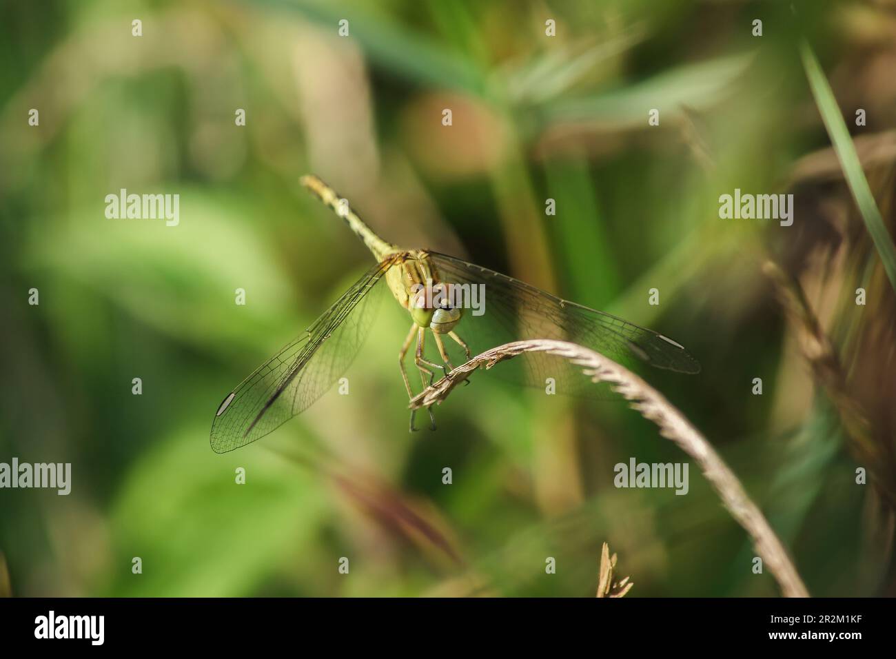 Yellow dragonflies are on the leaves in nature Stock Photo - Alamy