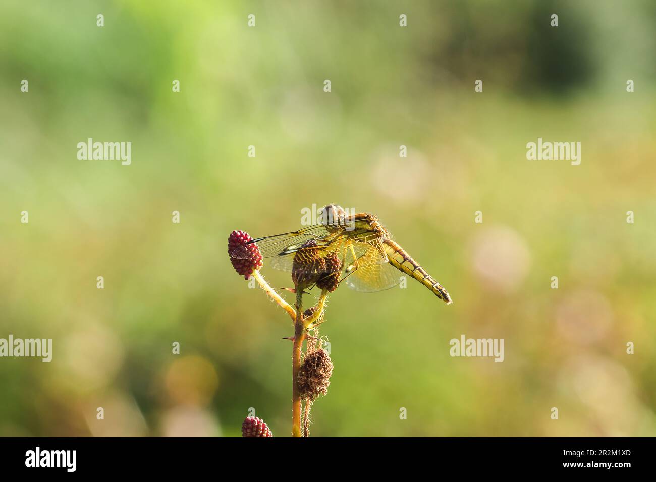 Yellow dragonflies are on the pollen of red flowers in nature Stock ...