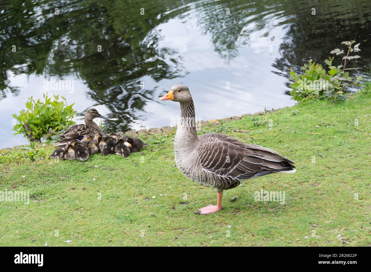 Closeup of a Canada Goose (Branta canadensis) standing guard next to a ...