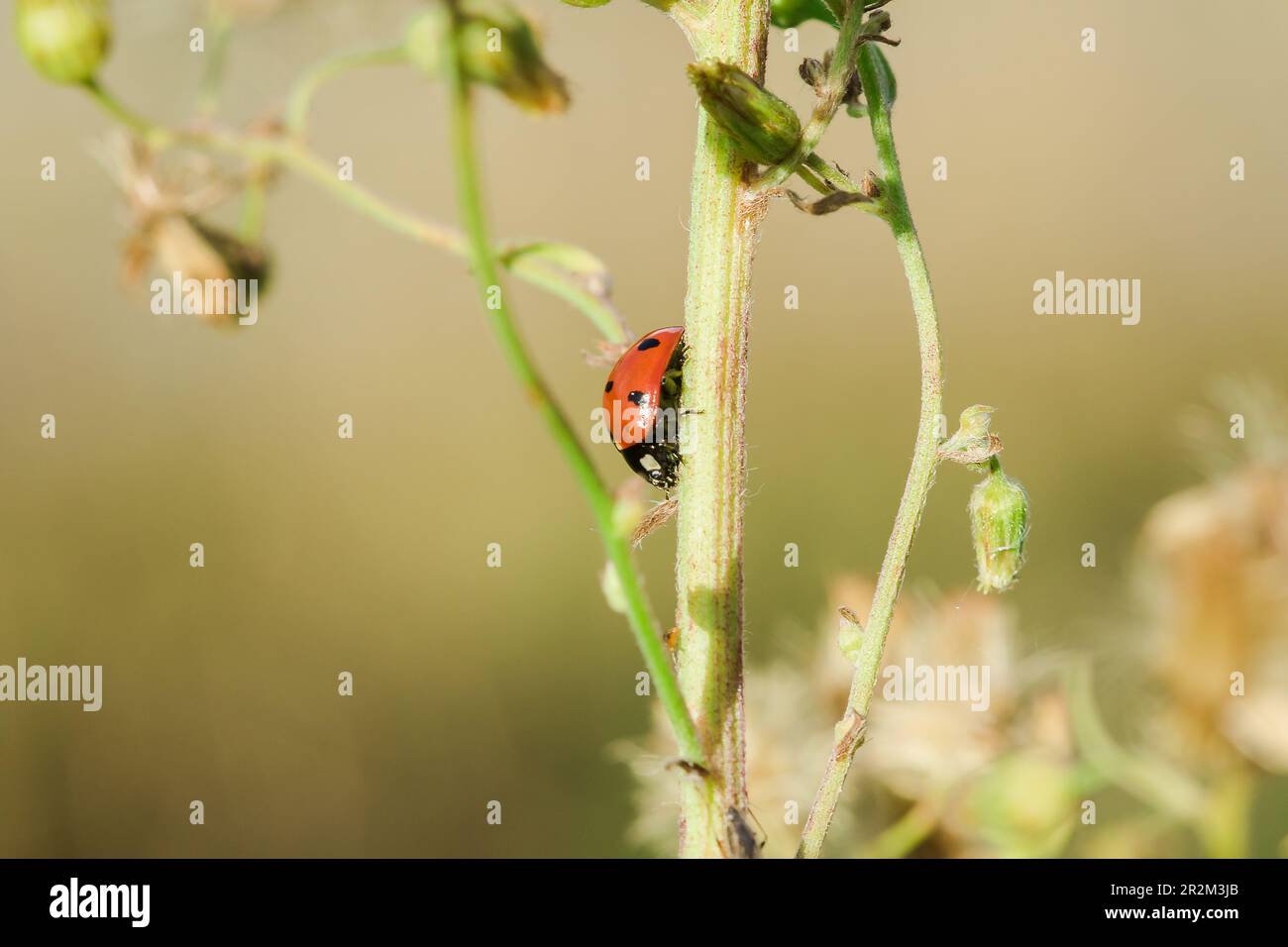 Ladybug on the tree is classified as a scarab Invertebrate There are ...