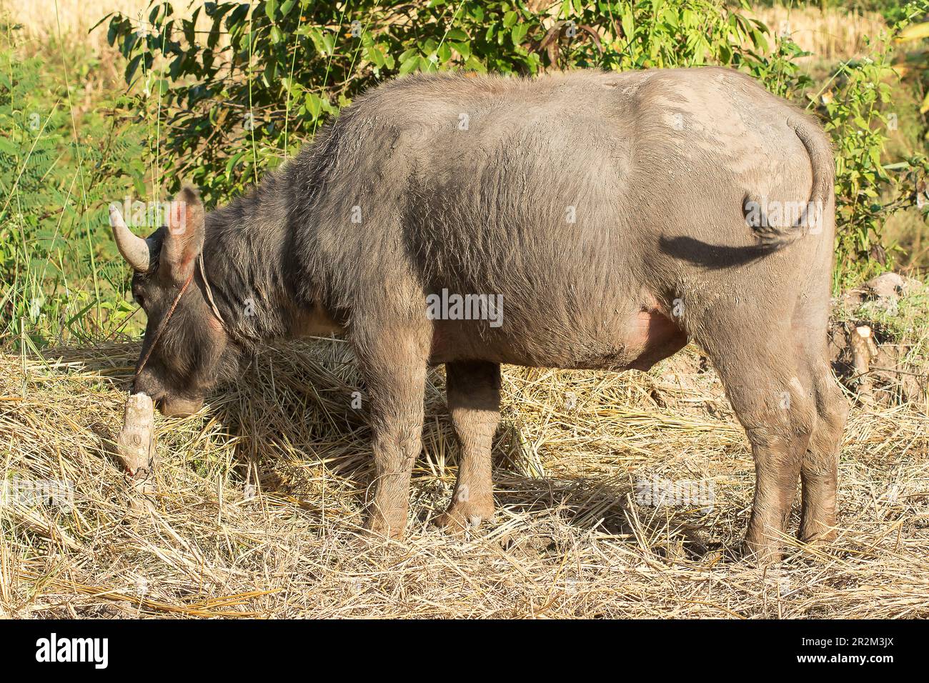 African buffalo lying mud hi-res stock photography and images - Alamy