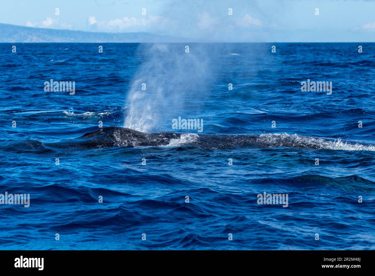 Humpback whale spouting blowing. Lahaina, Maui, Hawaii Stock Photo - Alamy
