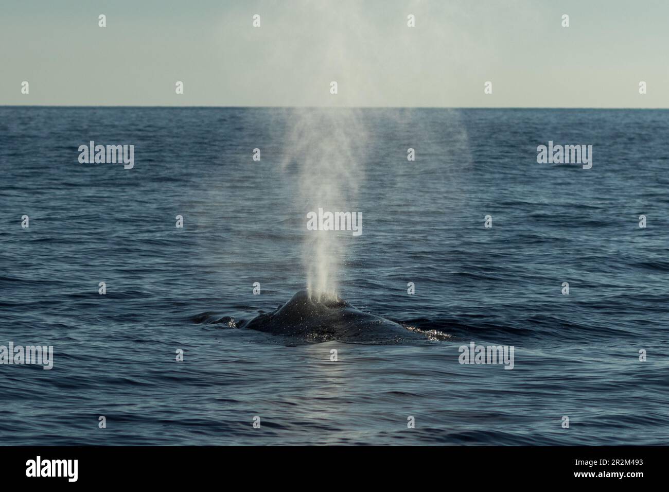 Humpback whale spouting blowing. Lahaina, Maui, Hawaii Stock Photo - Alamy