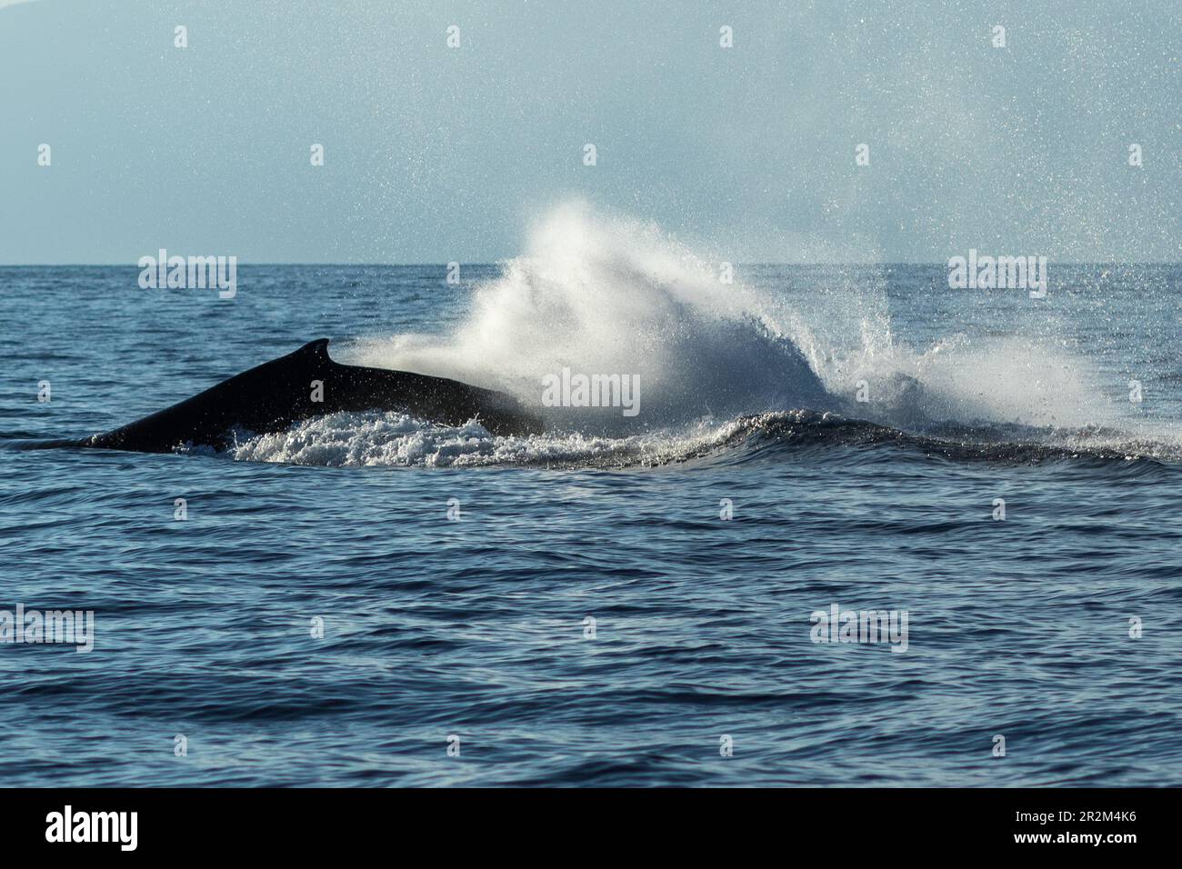 Humpback whale tail slapping. Lahaina, Maui, Hawaii Stock Photo - Alamy