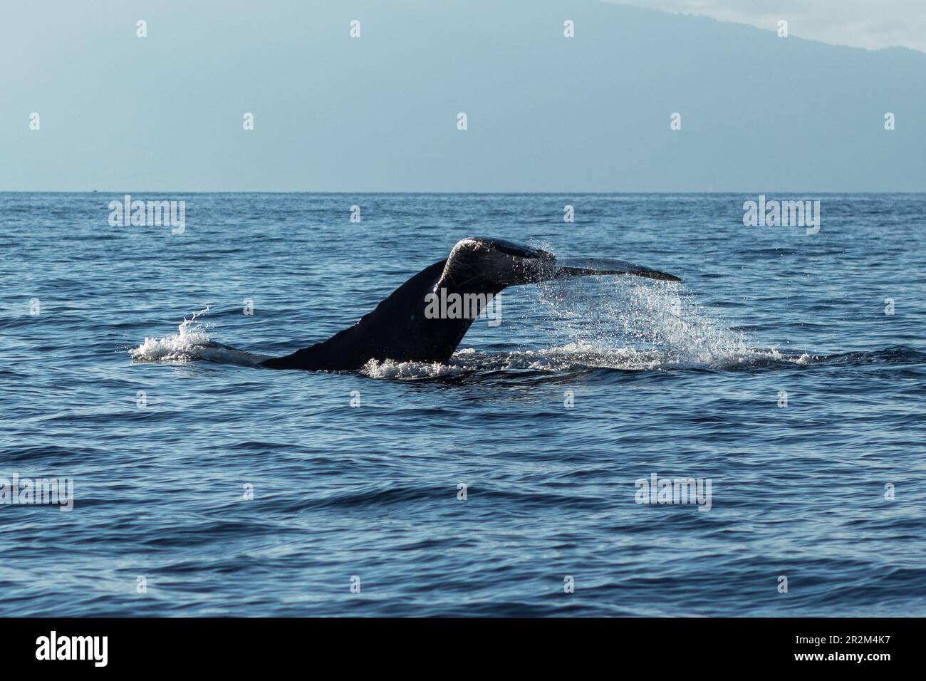 Humpback whale tail slapping. Lahaina, Maui, Hawaii Stock Photo - Alamy
