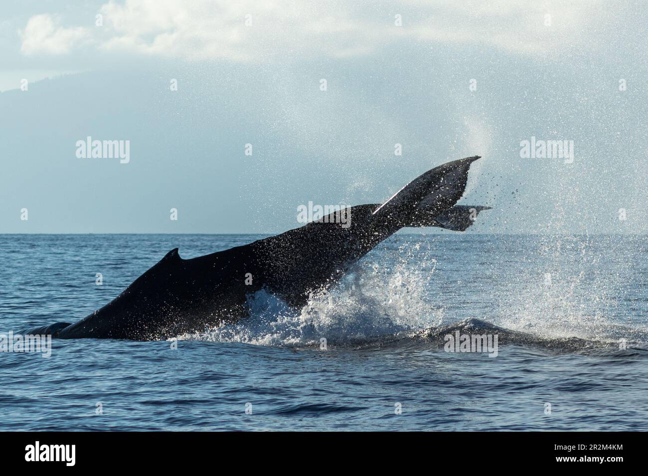 Humpback whale tail slapping. Lahaina, Maui, Hawaii Stock Photo - Alamy