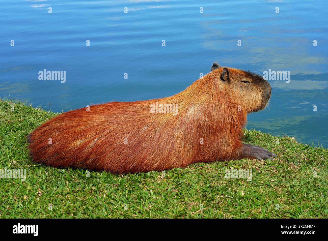 Capybara in tropical pantanal hi-res stock photography and images - Alamy