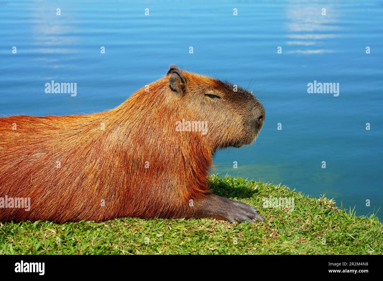 Close-up of Capybara peacefully lying by the lake Stock Photo - Alamy