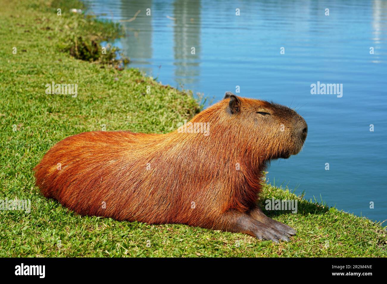 Capybara chilling peaceful lying by the lake Stock Photo - Alamy