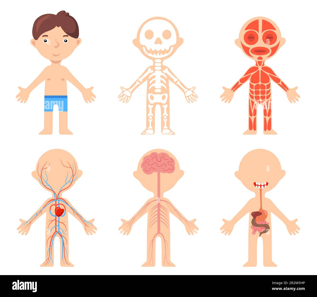 Educational poster with boy and anatomical systems of his body Stock ...