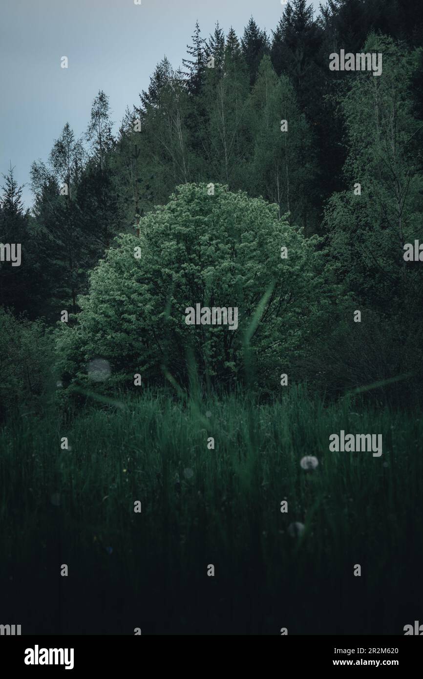 Beautiful dark and moody scenery in the forest Stock Photo - Alamy