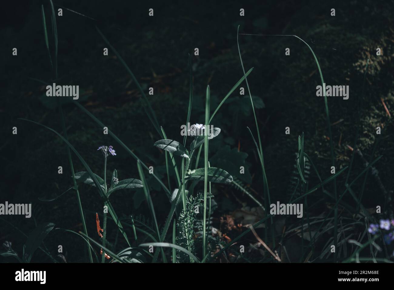 Beautiful tiny purple flowers in the forest Stock Photo - Alamy