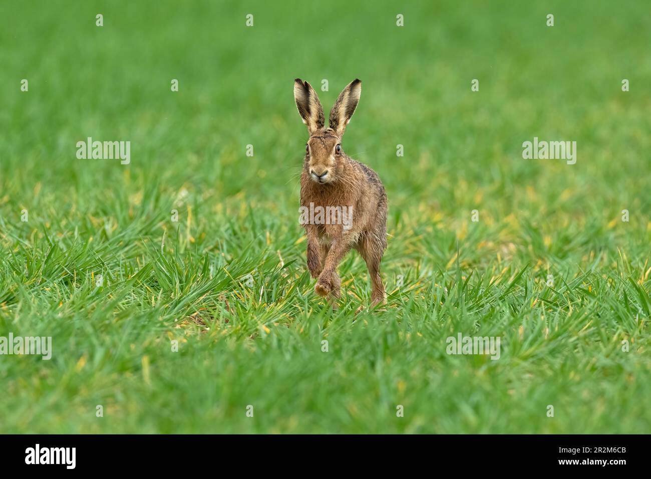 Brown Hare- Lepus europaeus Stock Photo - Alamy