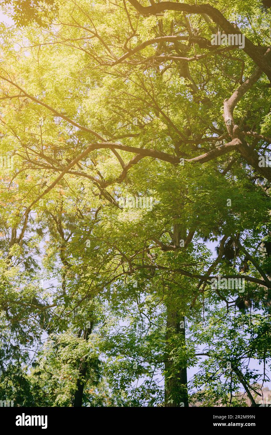 Bottom view tops green trees hi-res stock photography and images - Alamy