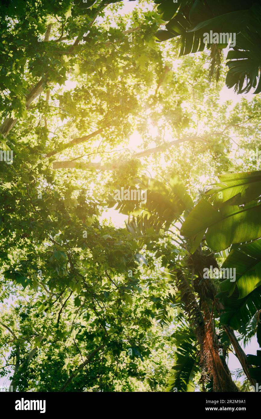 Tropical jungle with sun rays coming through leaves. Vertical photo ...