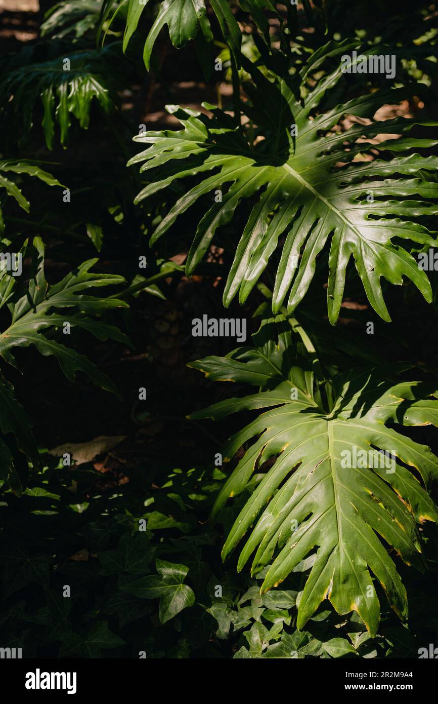 Monstera green leaves vertical photo. Dark green tones. Philodendron ...