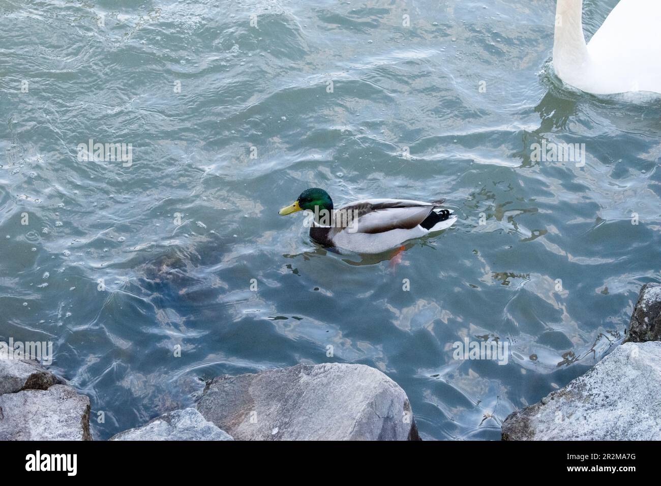 vienna, austria - 04 april 2023: mallard bird is roaming in the danube ...