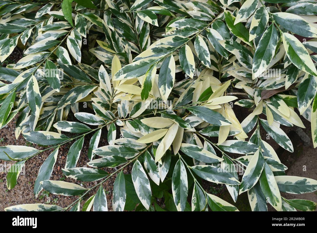 Overhead view of an ornamental plant with the green and white color ...