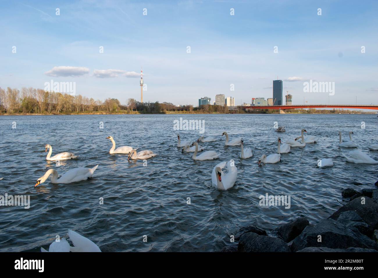 vienna, austria - 04 April 2023: A flock of mute swans is roaming in ...