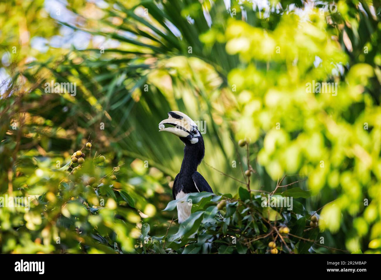 Adult male oriental pied hornbill eating a longan fruit from a garden ...