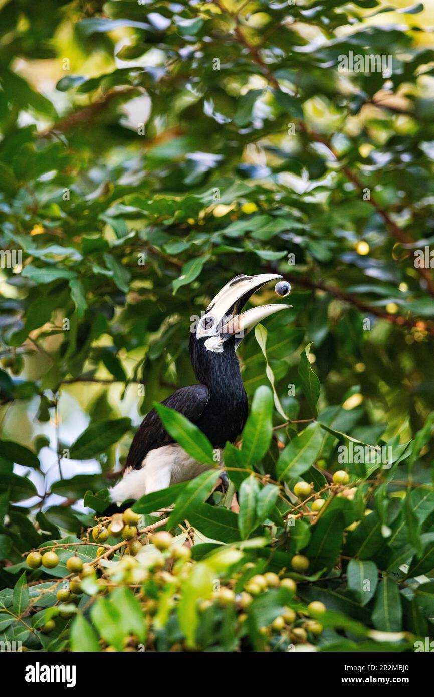 Fruit eating hornbill hi-res stock photography and images - Alamy