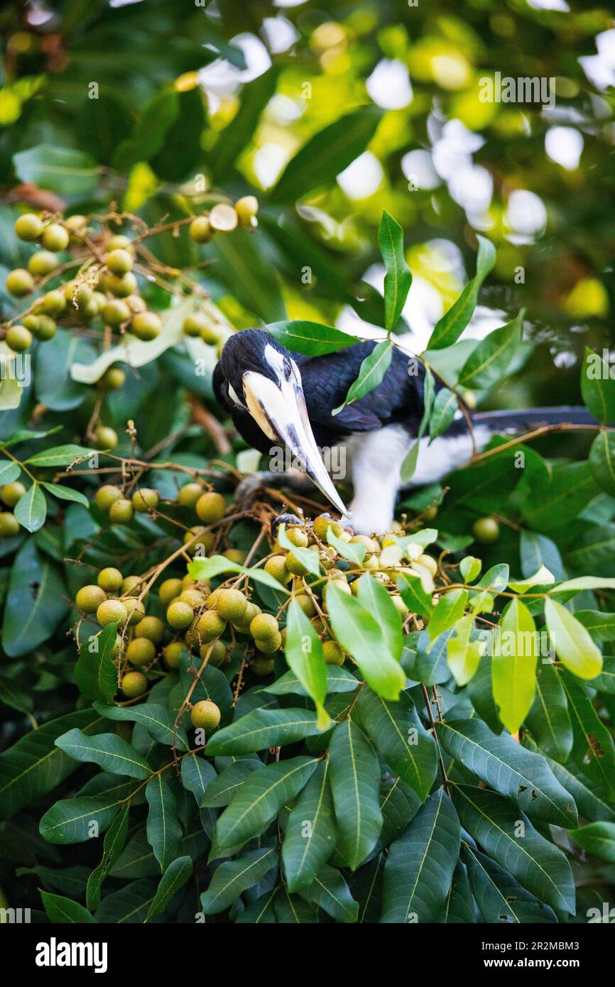 A female oriental pied hornbill eating a longan fruit from a garden in ...