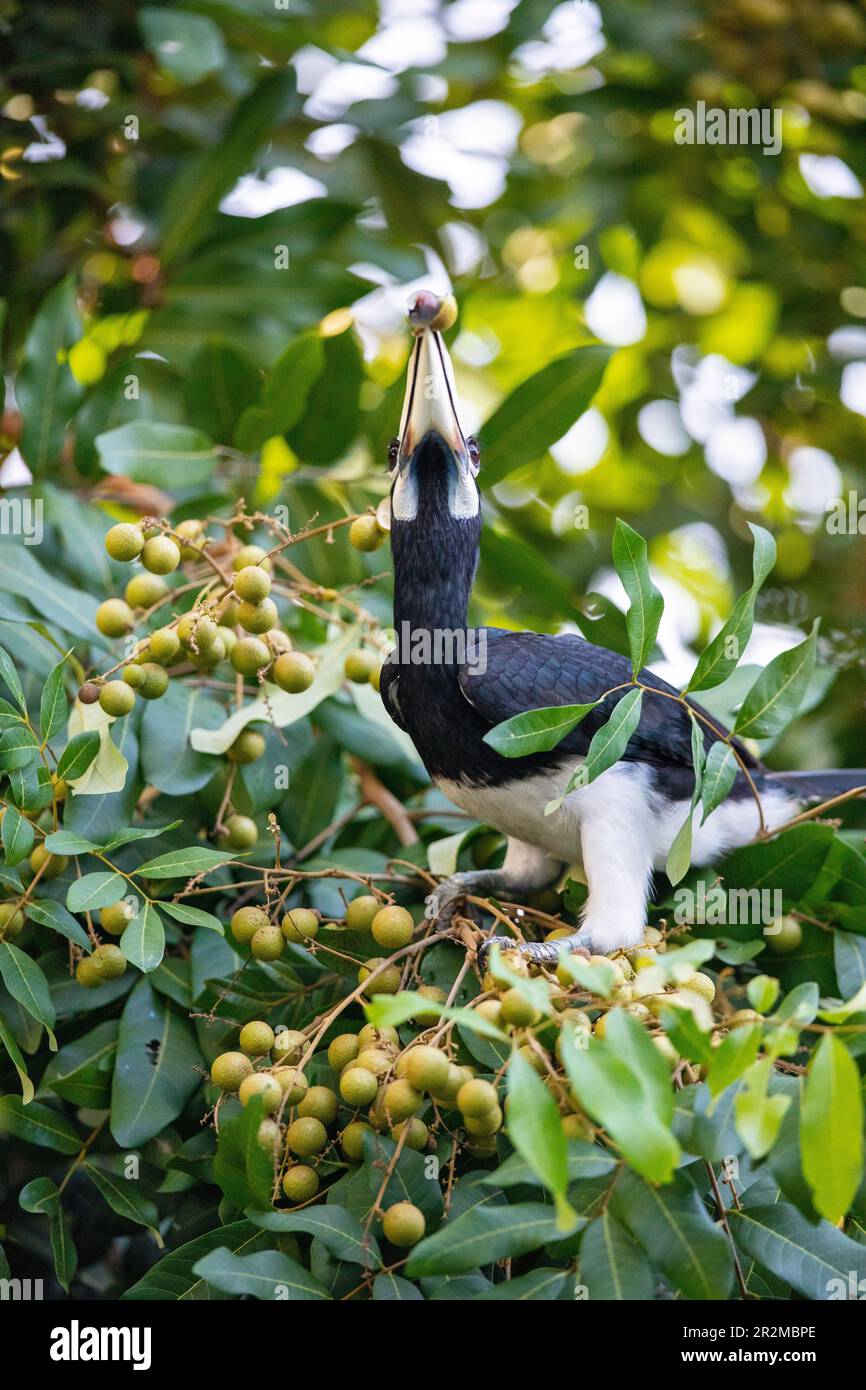 A female oriental pied hornbill eating a longan fruit from a garden in ...