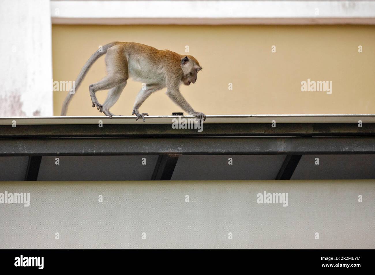 A long tailed macaque walks along the back porch roof of a house it has ...