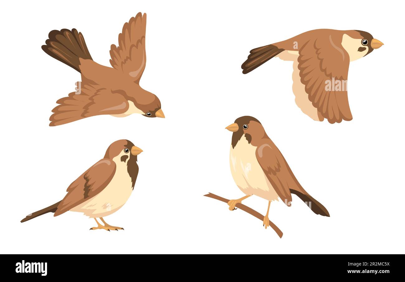 Sparrow character vector illustrations set Stock Vector Image & Art - Alamy
