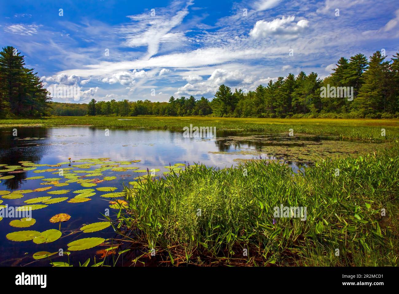 Billings Pond is a human made wetland in Pennsylvania's Pocono ...