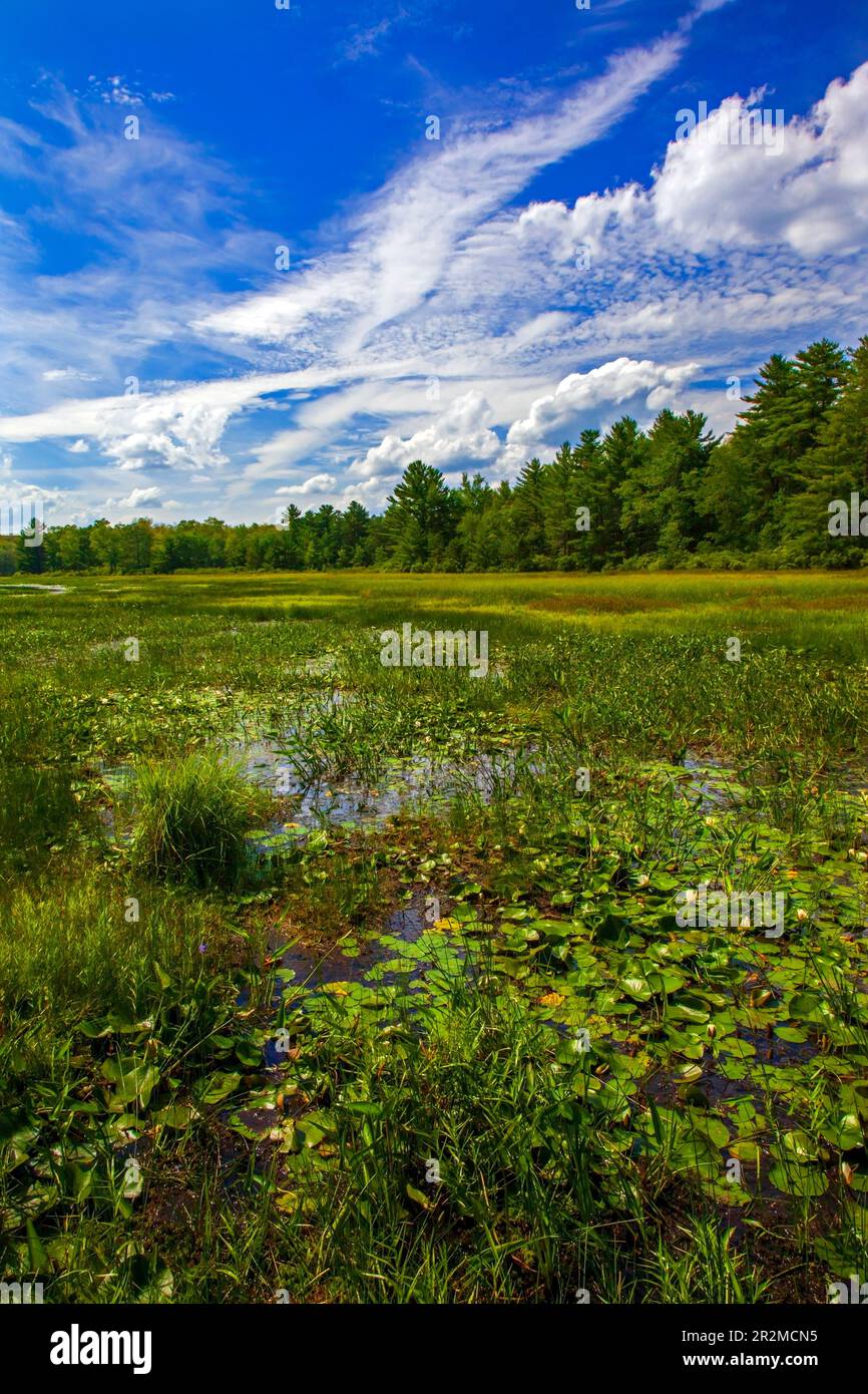 Billings Pond is a human made wetland in Pennsylvania's Pocono ...